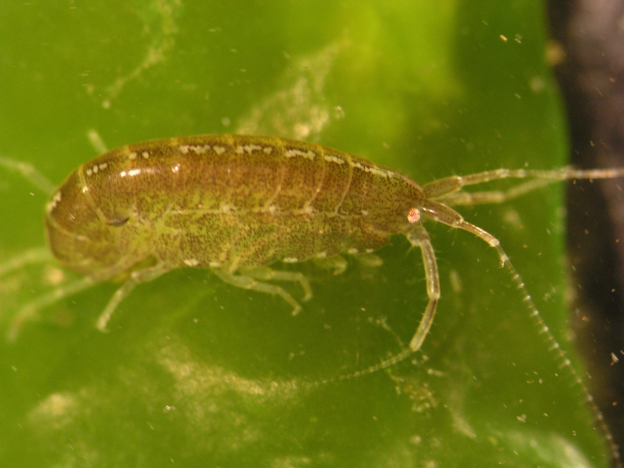 Amphipods of northern California – Aquatic Biodiversity and Conservation