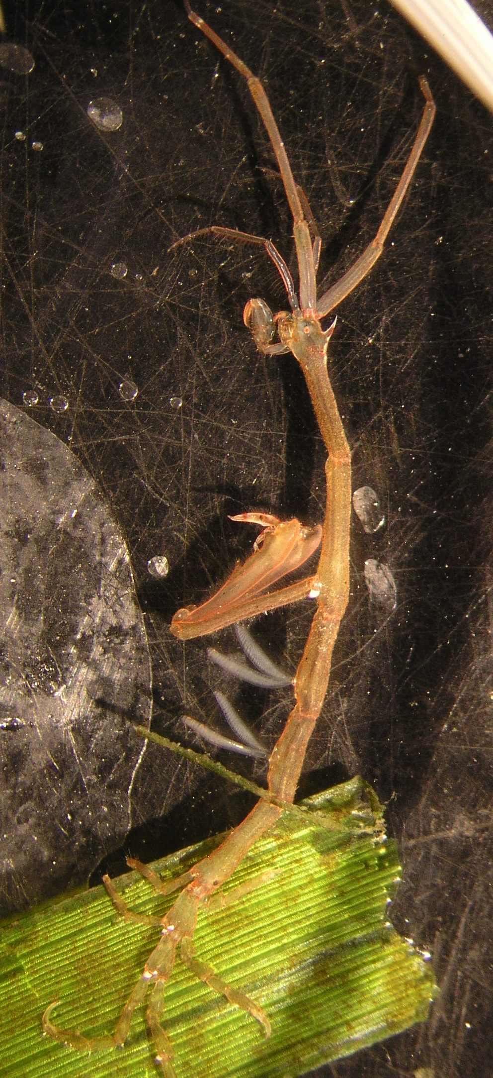 Amphipods of northern California – Aquatic Biodiversity and Conservation