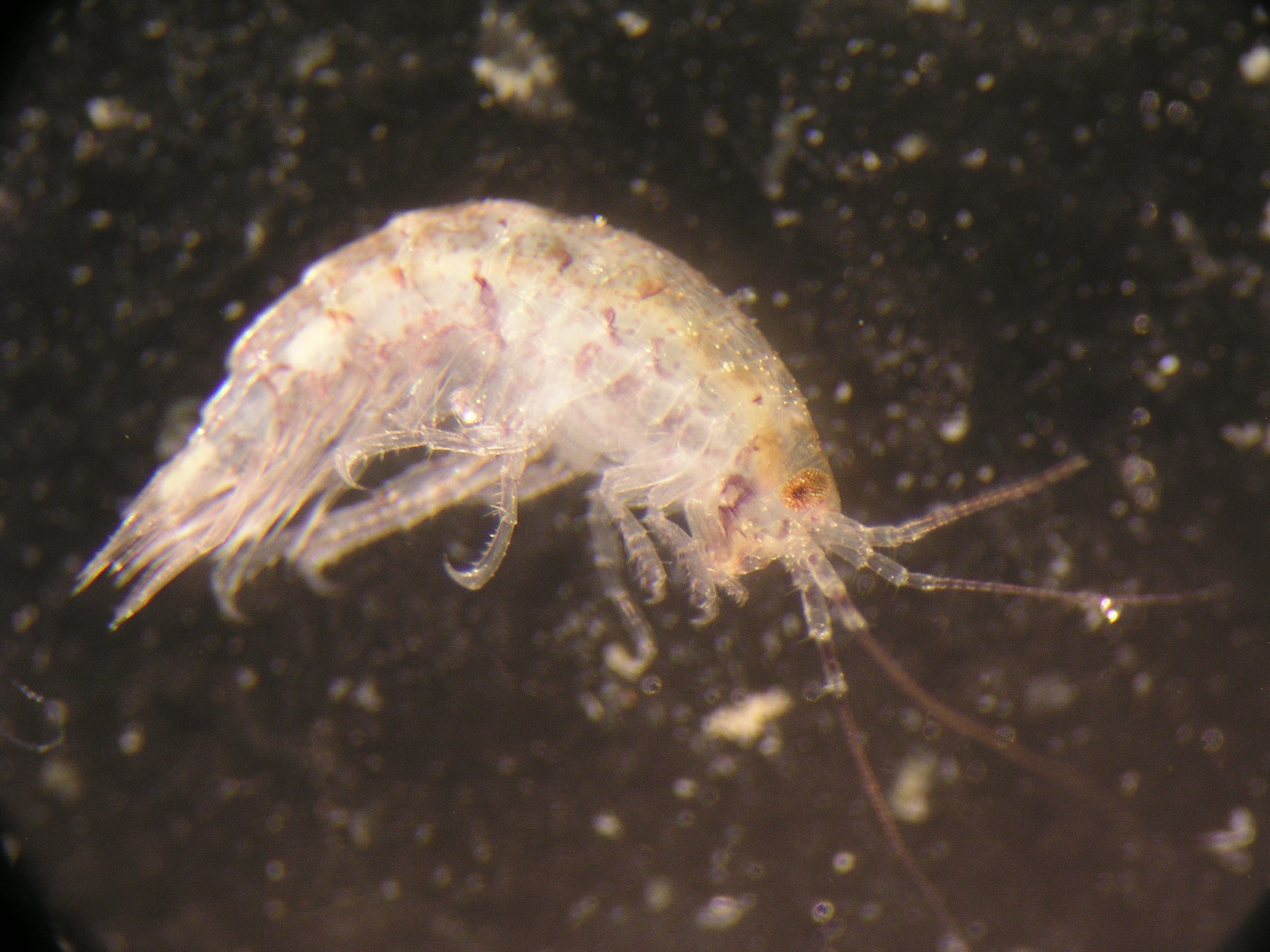 Amphipods of northern California – Aquatic Biodiversity and Conservation