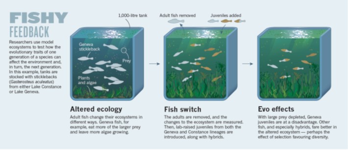 eco-evolutionary feedbacks in the diversity of fish phenotypes ...