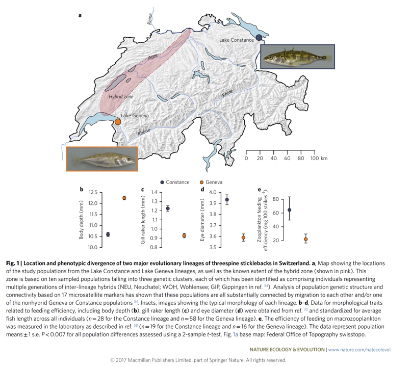eco-evolutionary feedbacks in the diversity of fish phenotypes ...